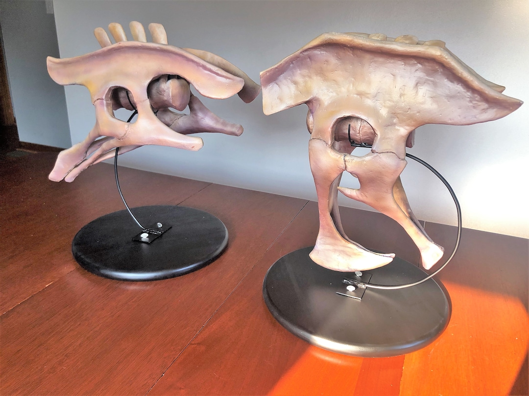 Dinosaur Hip Display - Etsy