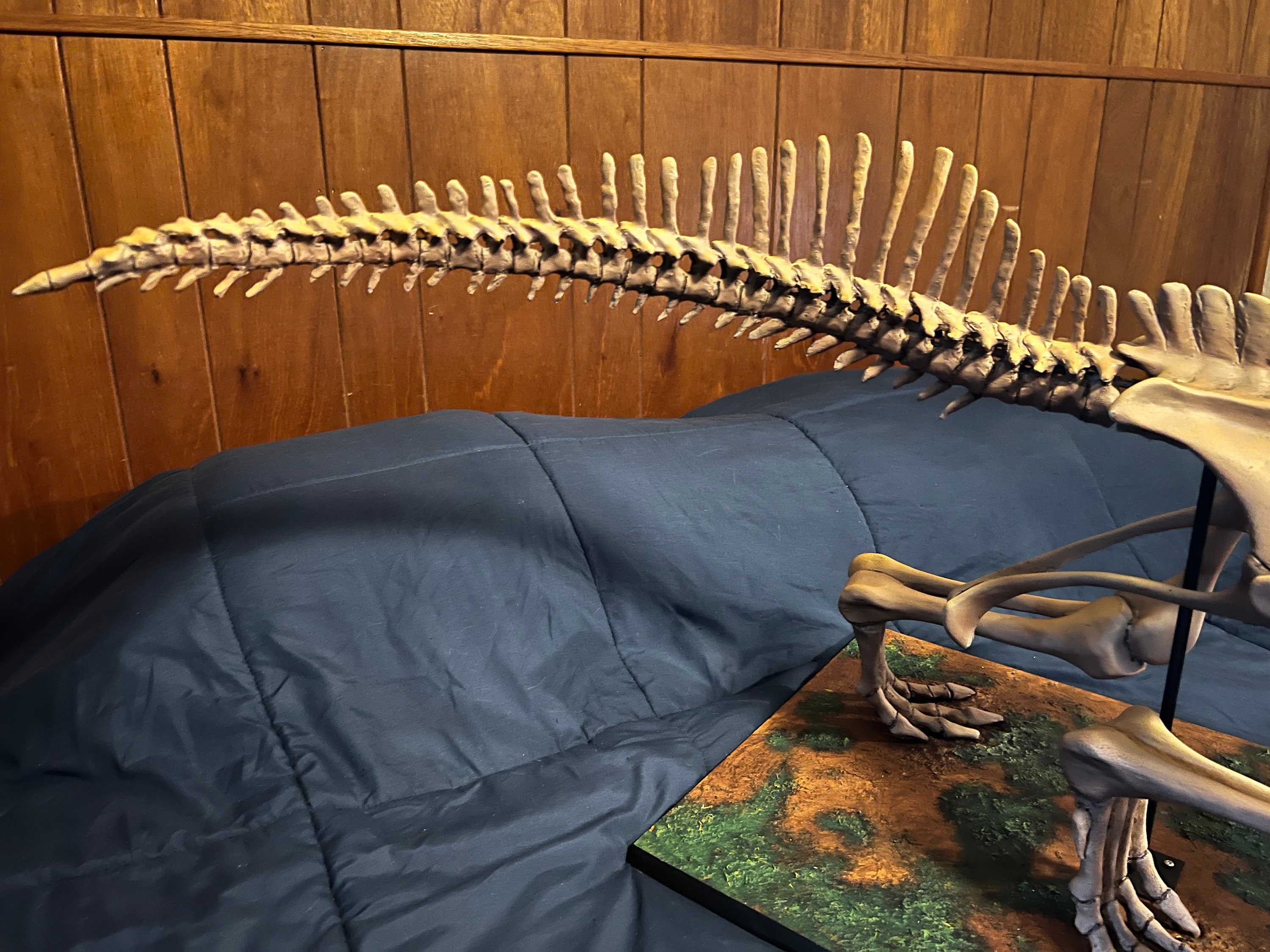 Protoceratops Skeleton - Etsy