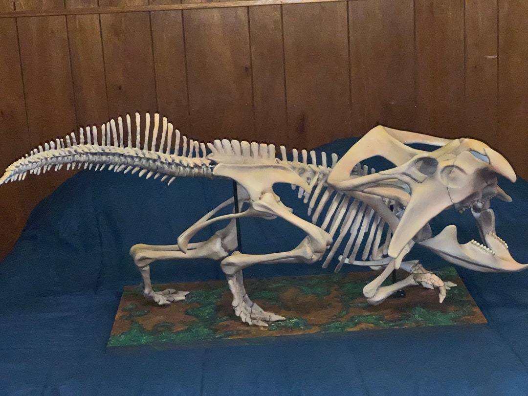 Protoceratops Skeleton - Etsy