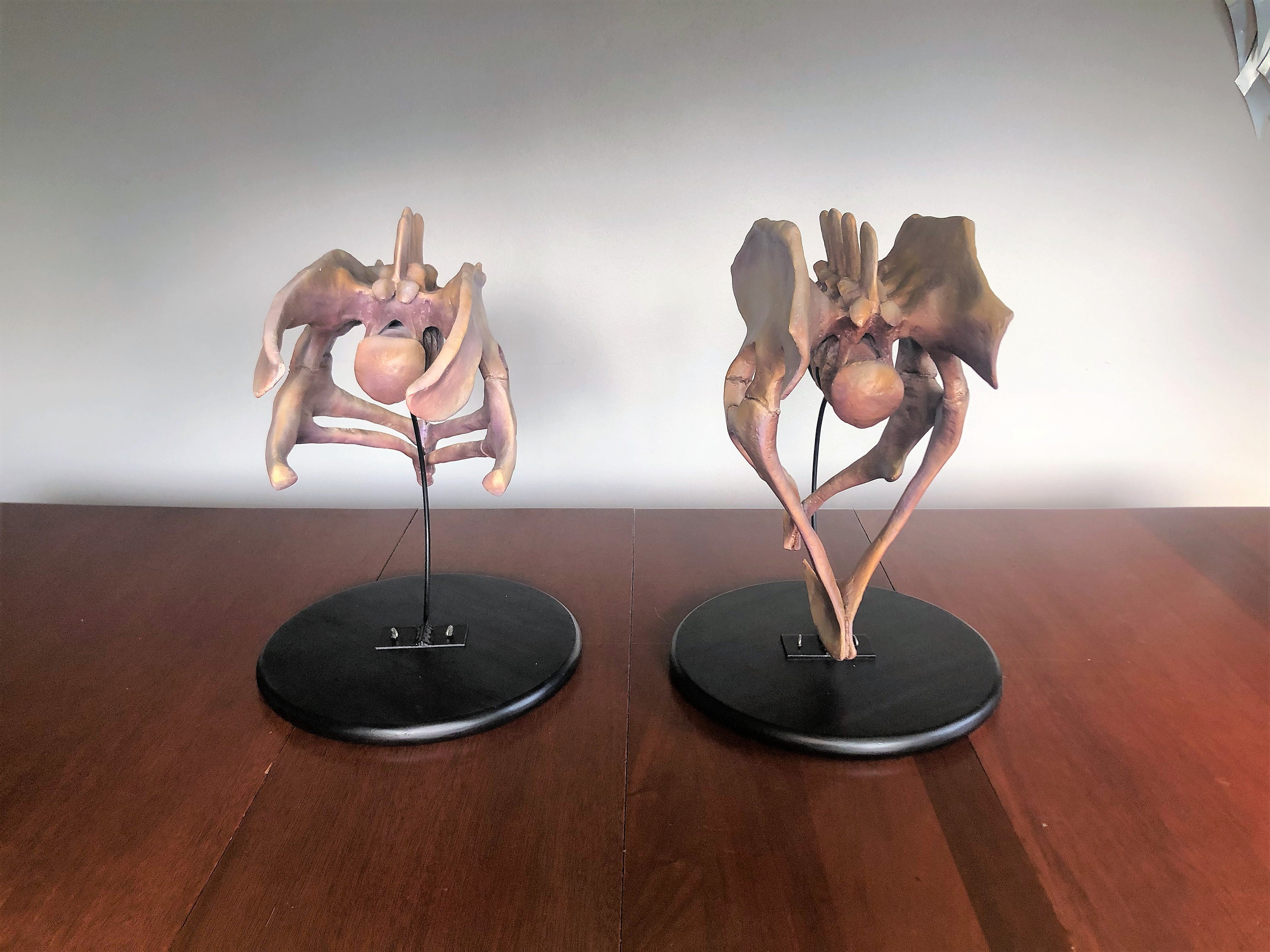 Dinosaur Hip Display - Etsy