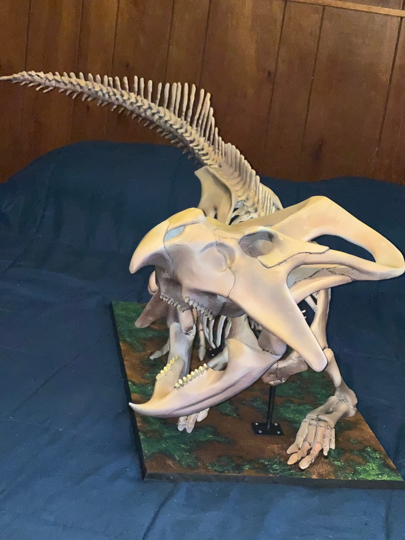 Protoceratops Skeleton - Etsy