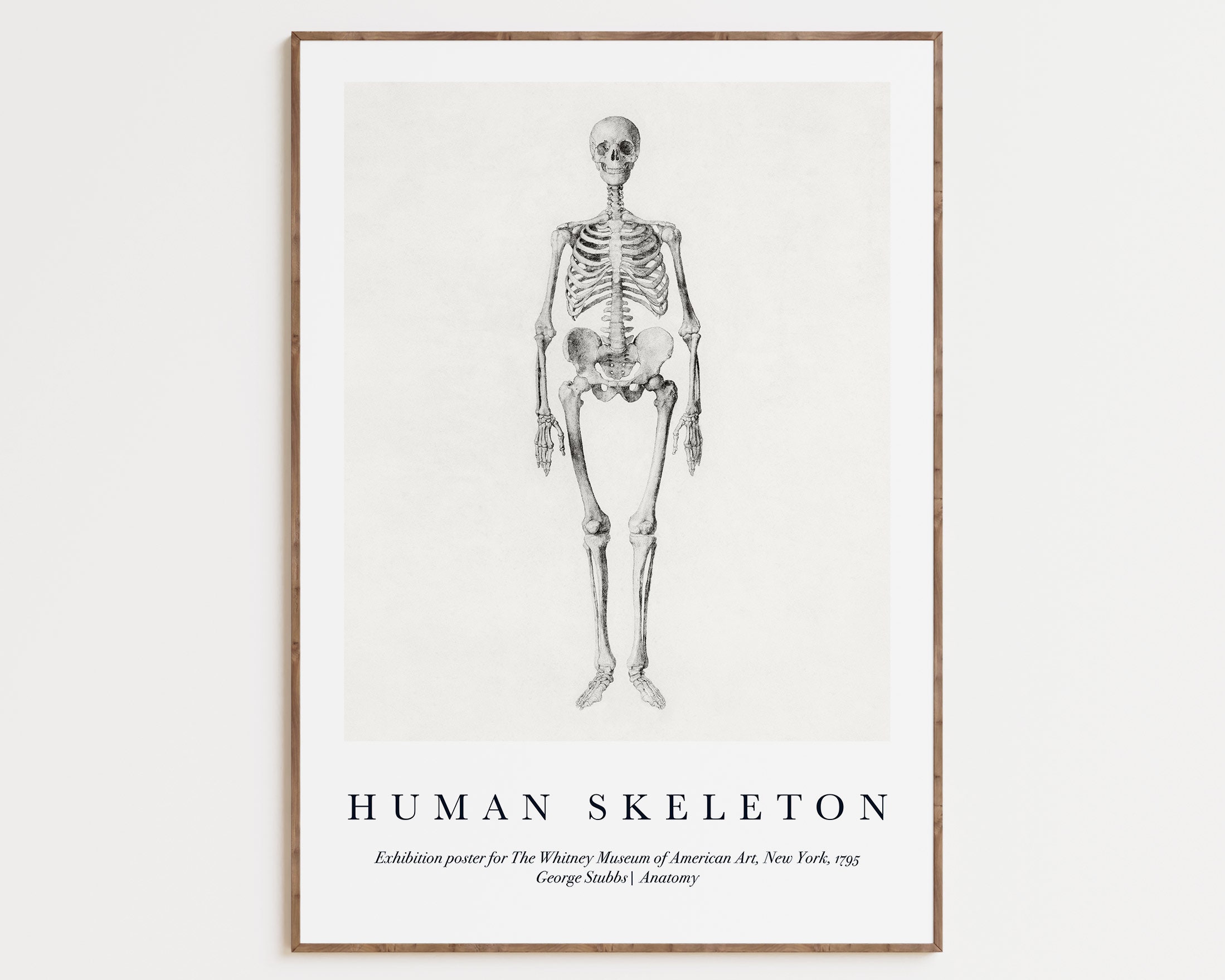 Anatomy Art Poster Anatomy Medical Gift Abstract Poster - Etsy