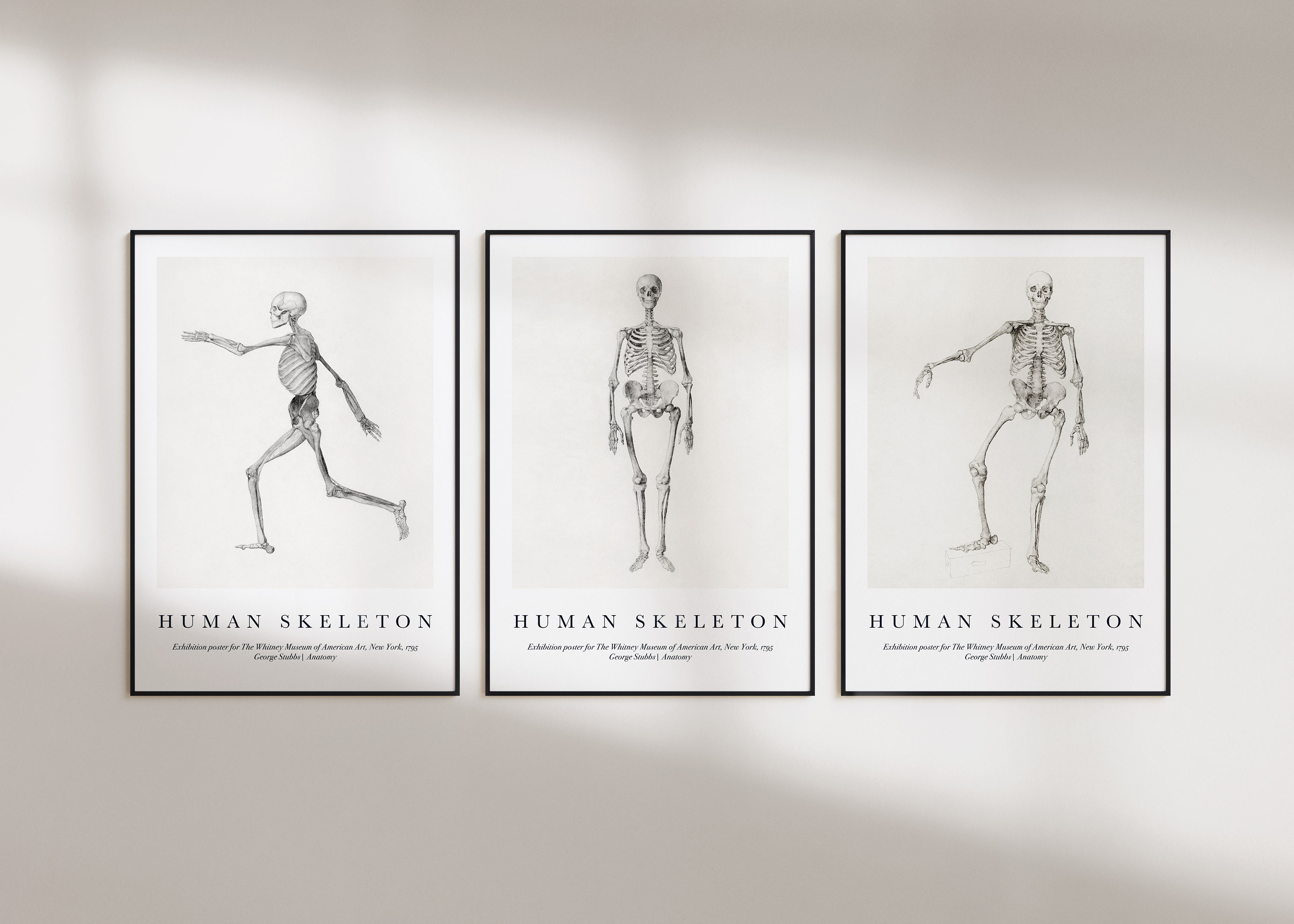 Anatomy Poster Set of 3 Medical Poster Minimalist Gallery - Etsy Australia