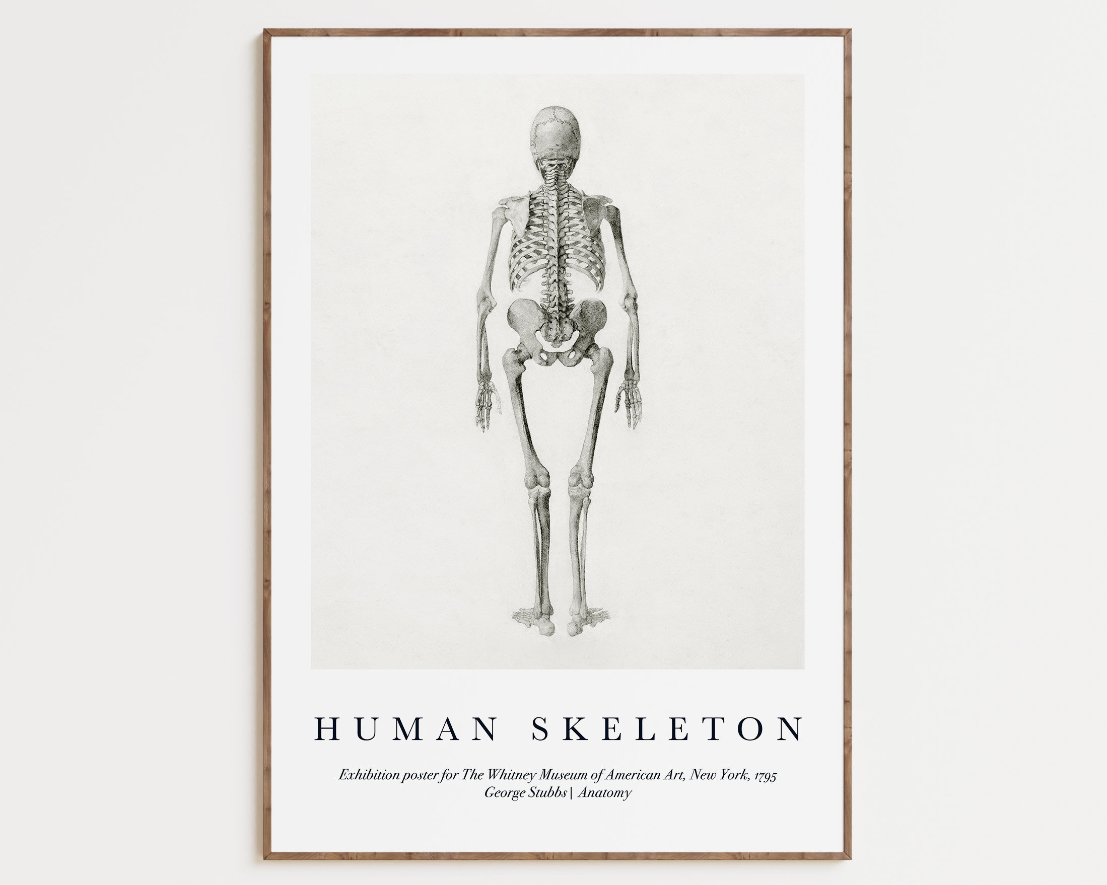 Anatomy Art Poster Anatomy Medical Gift Abstract Poster - Etsy