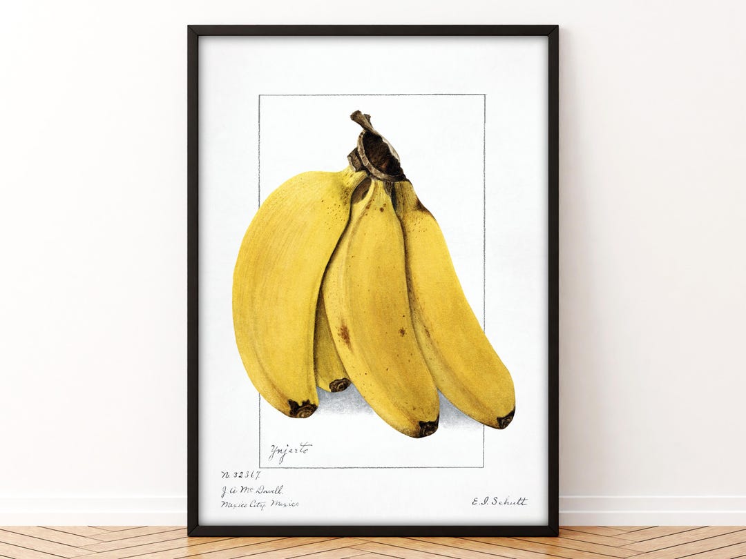Vintage Illustration of Bananas, Poster Art, Printable Retro Food ...
