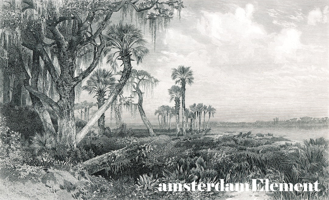 Palm Tree Swamp Wallpaper Mural - Removable Peel and Stick - Eco ...