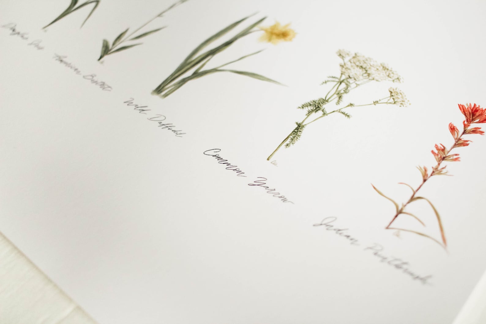 Collection of Wildflowers Print Wildflower Print - Etsy