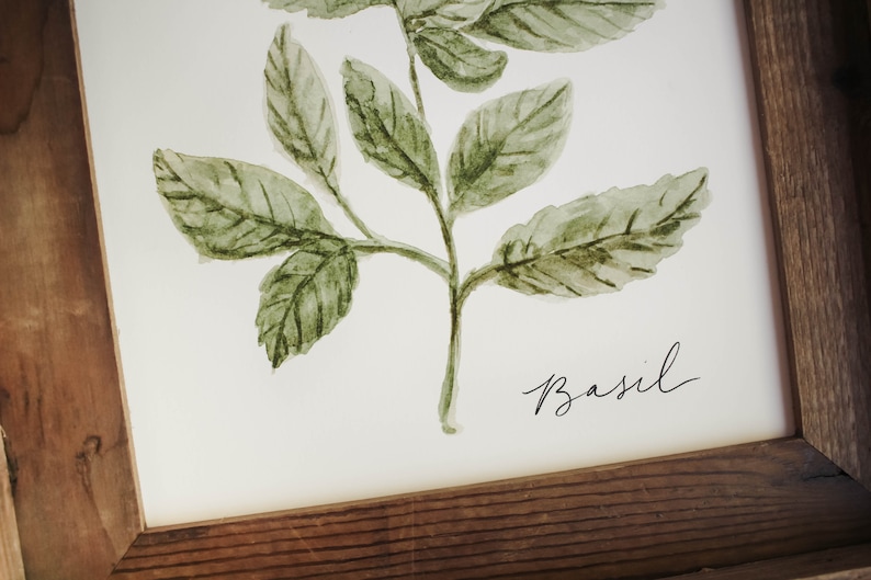Basil Print Watercolor Basil Painting Herb Print Basil | Etsy