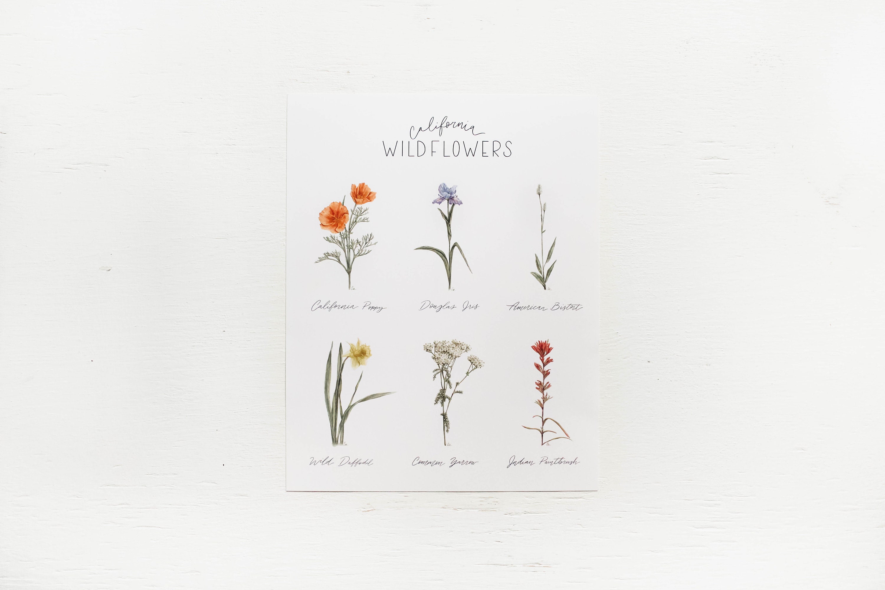 California Wildflower Chart Print Wildflower Art Flower - Etsy