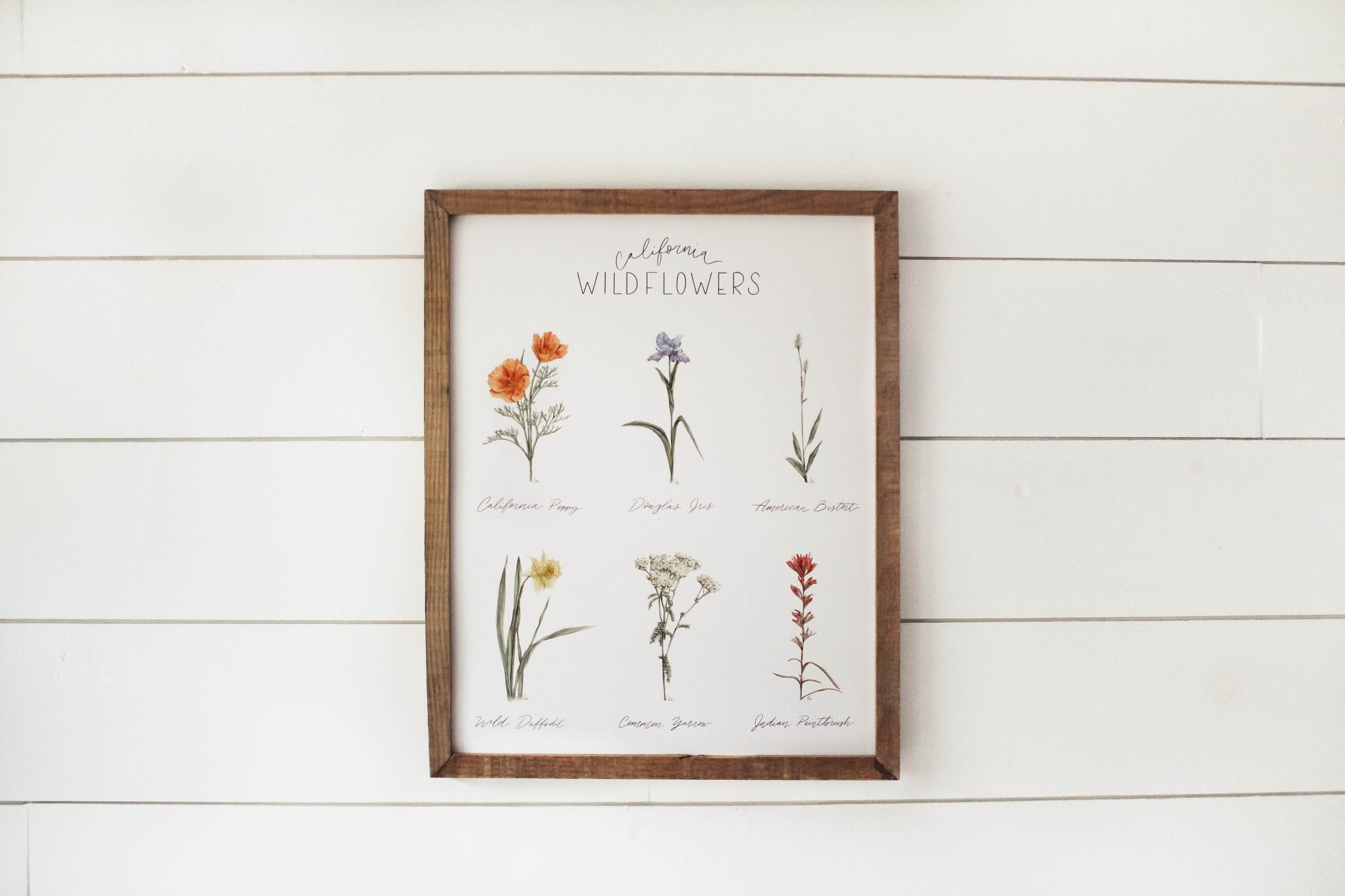 California Wildflower Chart Print Wildflower Art Flower - Etsy