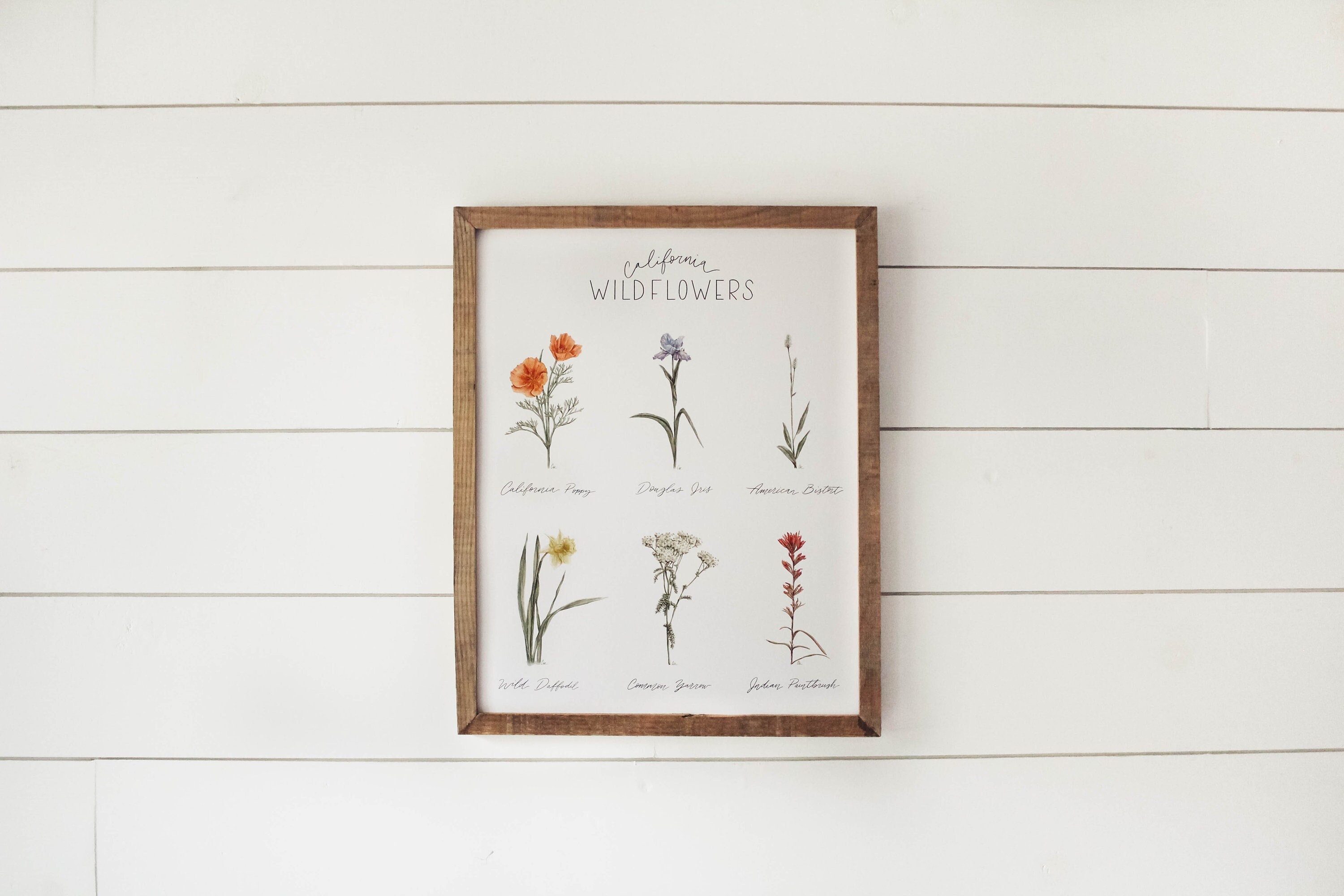 California Wildflower Chart Print Wildflower Art Flower - Etsy