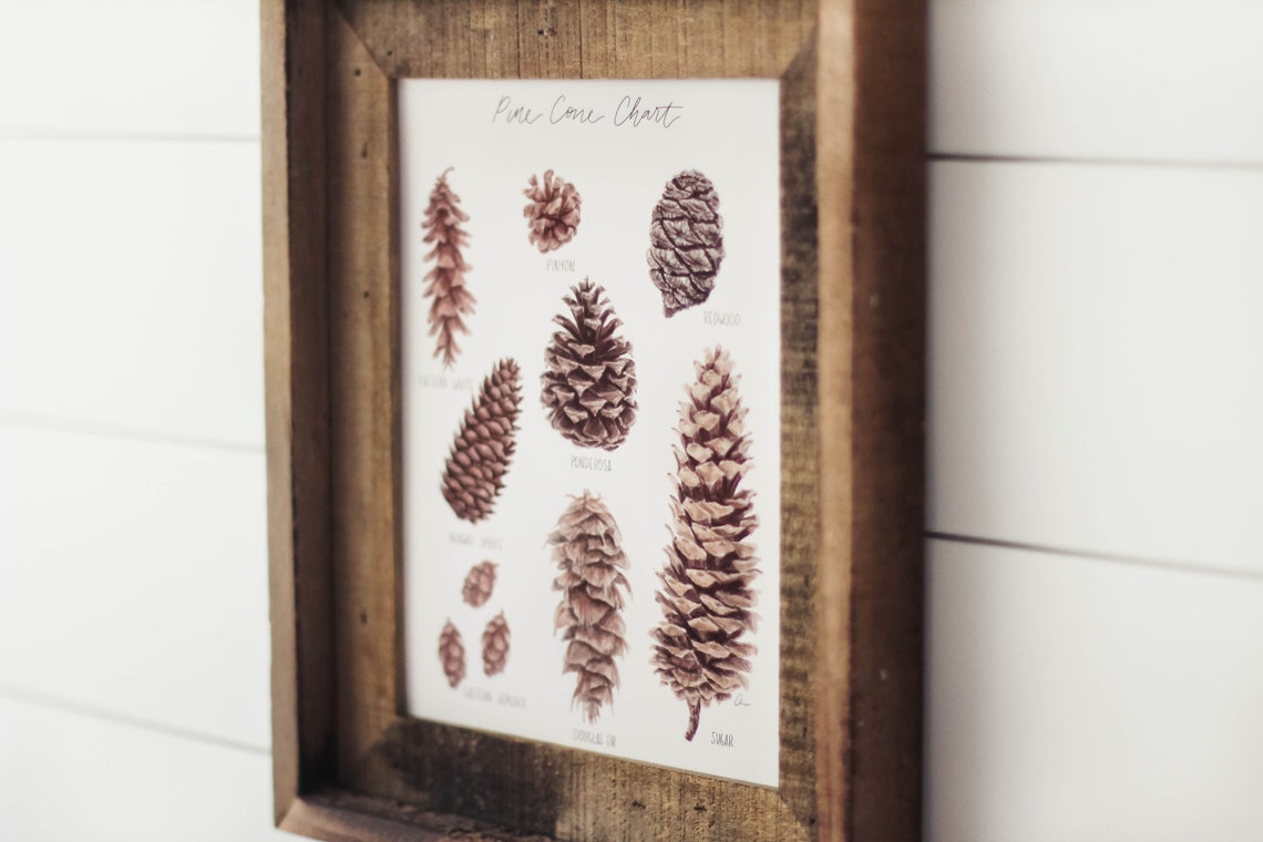 Pine Cone Chart Print Watercolor Pine Cones Pine Cones - Etsy