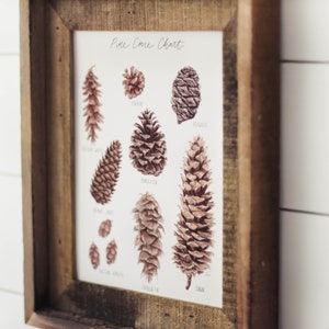 Pine Cone Chart Print - Watercolor Pine Cones, Pine Cones, Nature Print ...