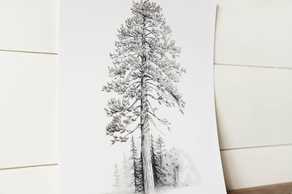 Black And White Drawings Of Pine Trees