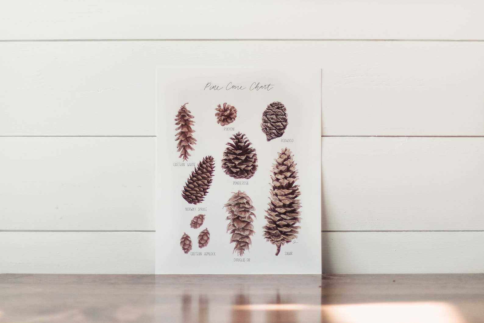 Pine Cone Chart Print Watercolor Pine Cones Pine Cones - Etsy