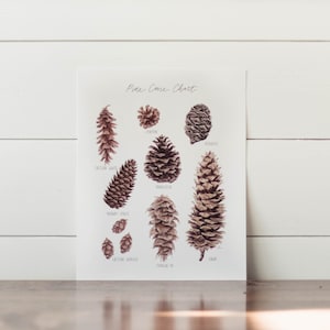 Pine Cone Chart Print - Watercolor Pine Cones, Pine Cones, Nature Print ...