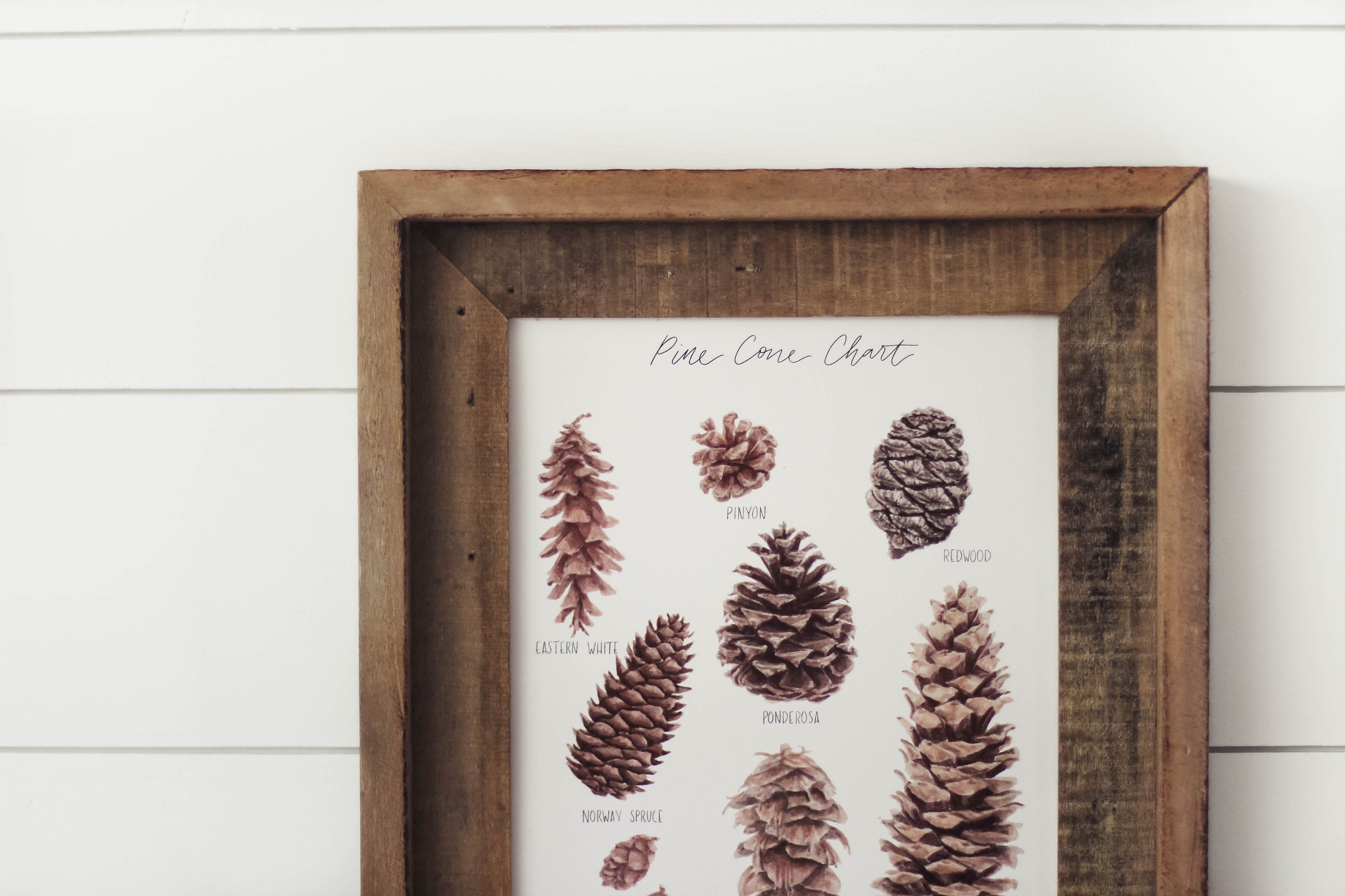 Pine Cone Chart Print Watercolor Pine Cones Pine Cones - Etsy