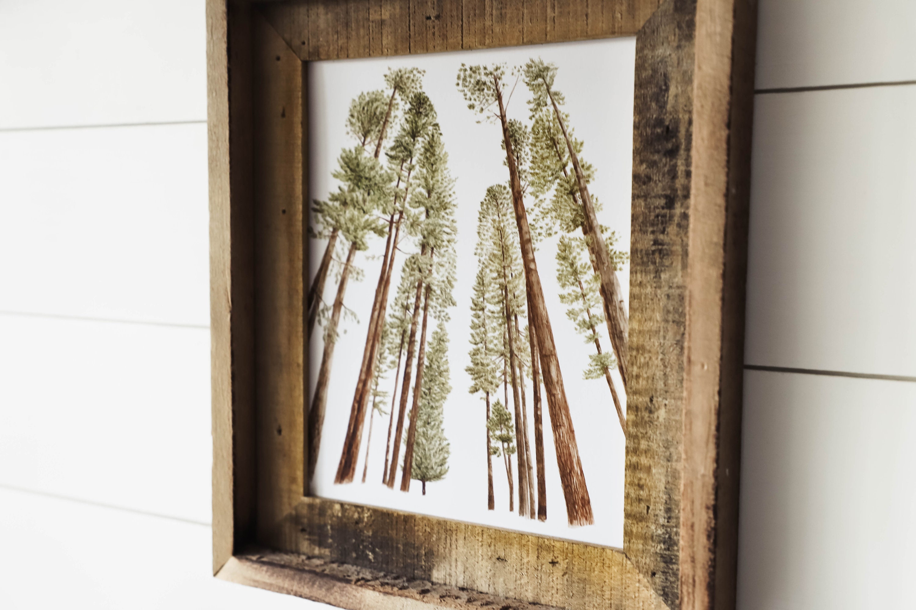 Redwoods Print - Pine Trees Print, Pine, Mountain Wall Art, Tree Art ...