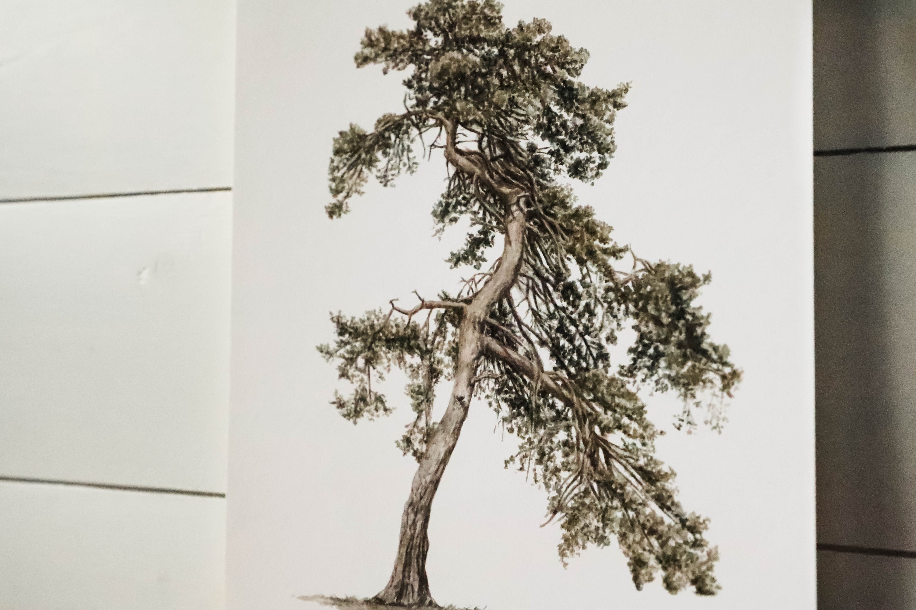 Scots Pine Print Pine Trees Scots Pine Watercolor Pine - Etsy