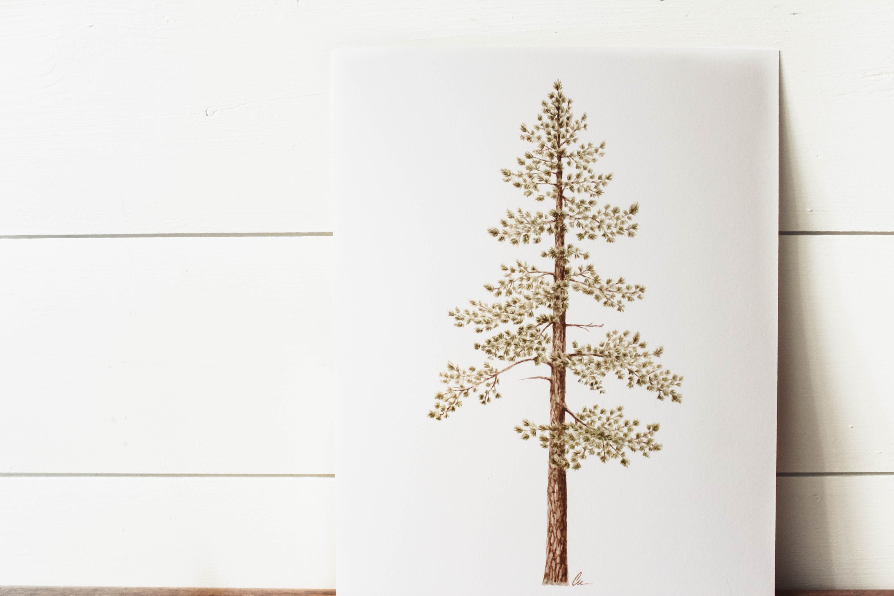 Jeffrey Pine Print Pine Tree Print Mountain Decor - Etsy