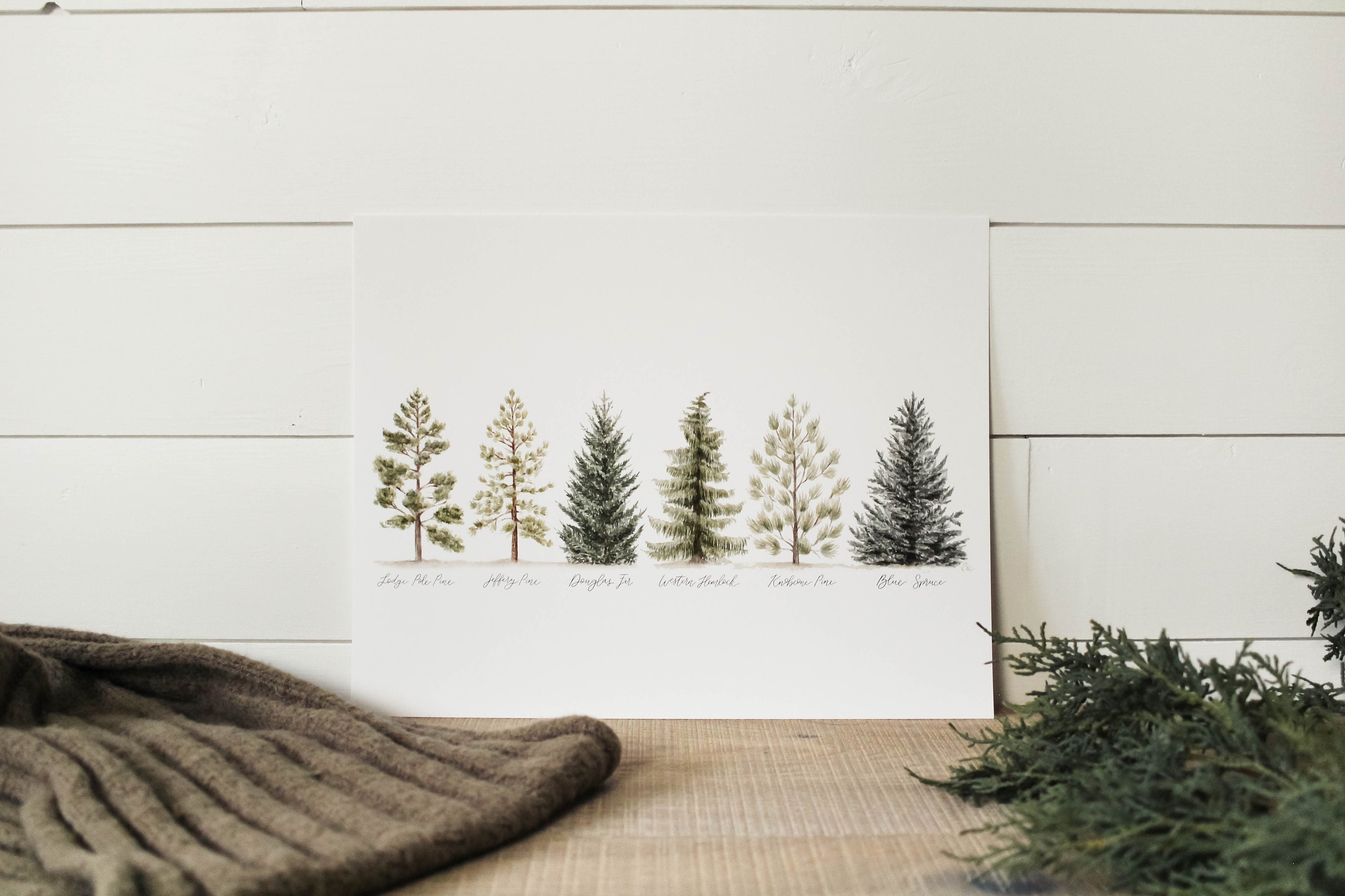 Collection of Evergreens Print Line of Pine Trees Print - Etsy