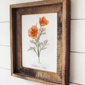 California Poppy Print - Flower Print, Botanical Print, California ...