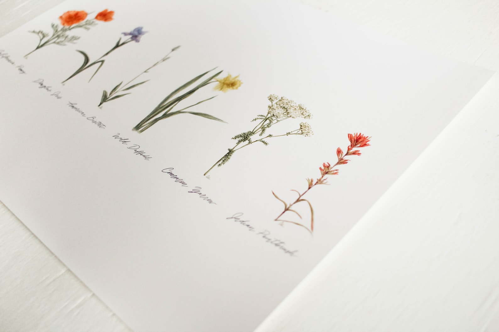 Collection of Wildflowers Print Wildflower Print - Etsy
