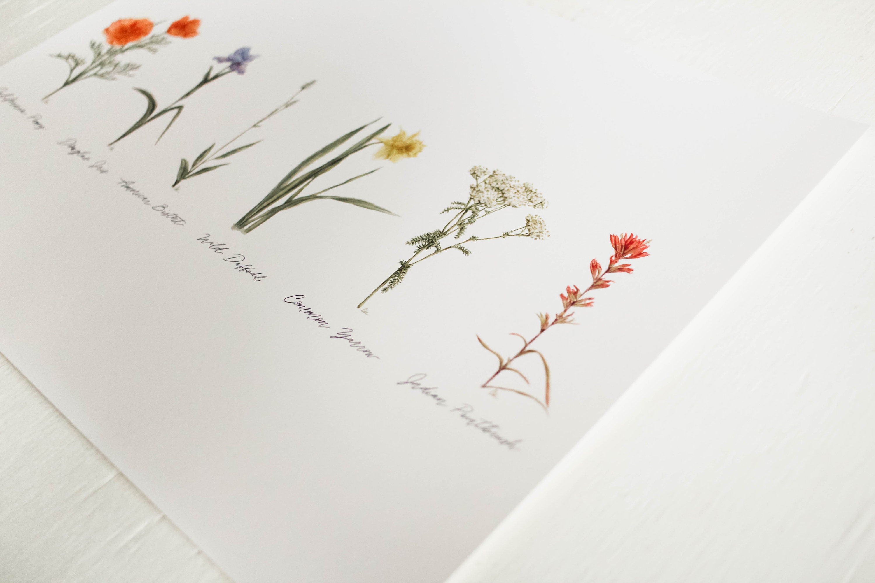 Collection of Wildflowers Print - Wildflower Print, California, Flower ...
