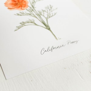 California Poppy Print - Flower Print, Botanical Print, California ...