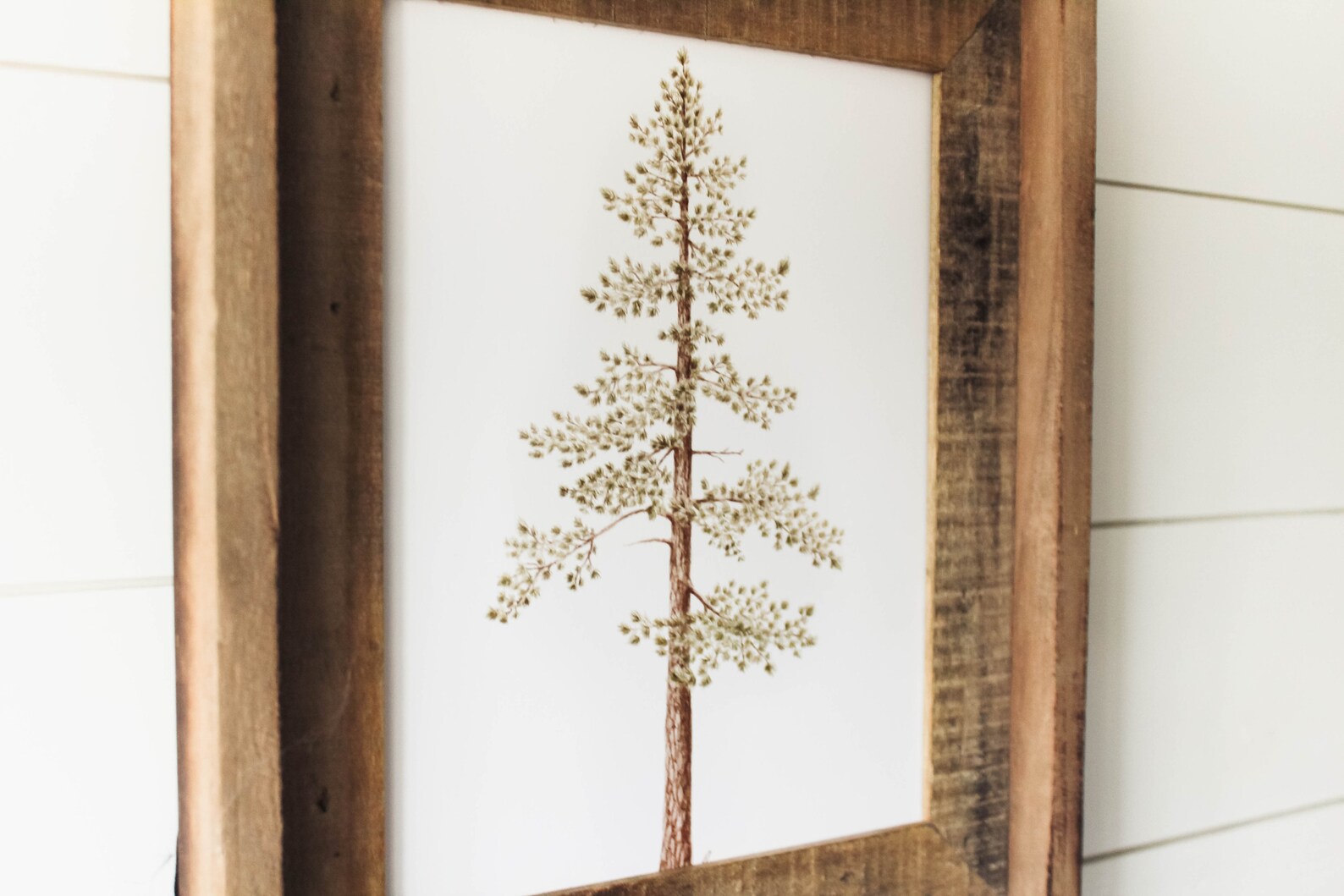 Jeffrey Pine Print - Pine Tree Print, Mountain Decor, Watercolor Pine ...