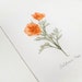California Poppy Print - Flower Print, Botanical Print, California ...
