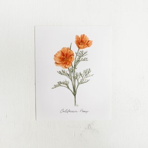 California Poppy Print - Flower Print, Botanical Print, California ...