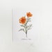 California Poppy Print - Flower Print, Botanical Print, California ...
