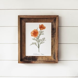 California Poppy Print - Flower Print, Botanical Print, California ...
