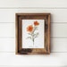 California Poppy Print - Flower Print, Botanical Print, California ...