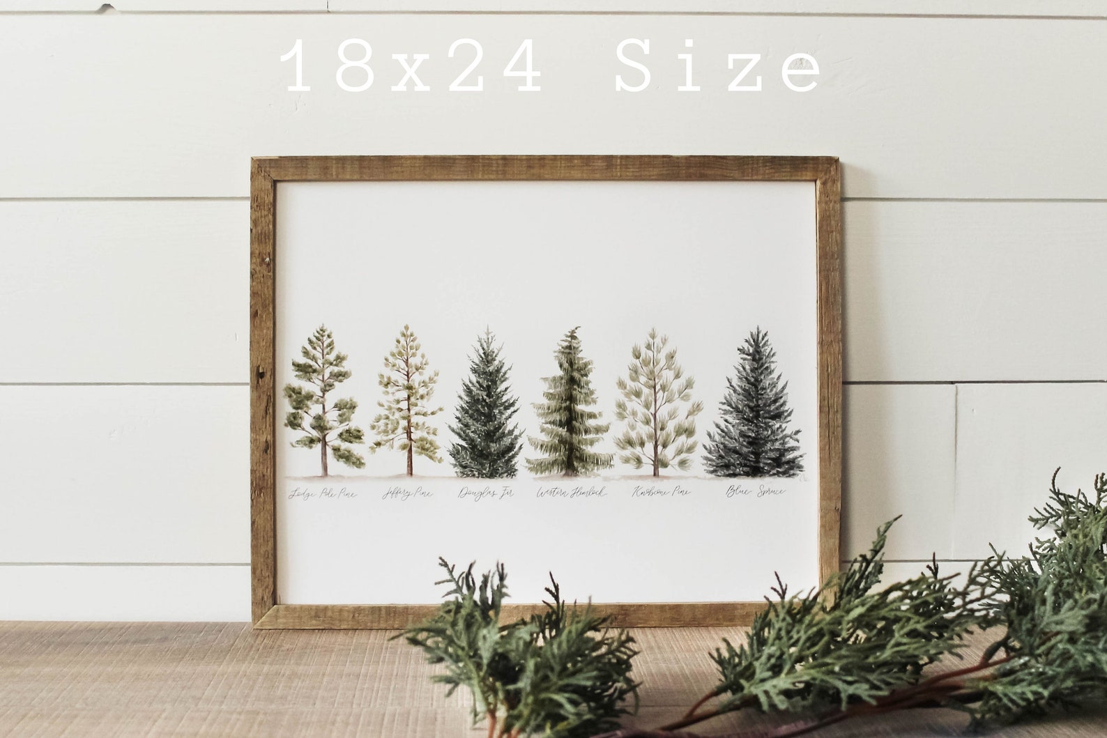Large Collection of Evergreens Print 18x24 Print Poster - Etsy