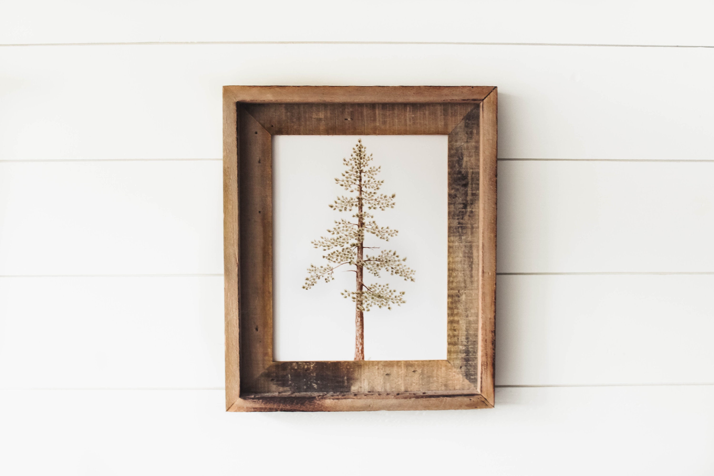 Jeffrey Pine Print Pine Tree Print Mountain Decor - Etsy