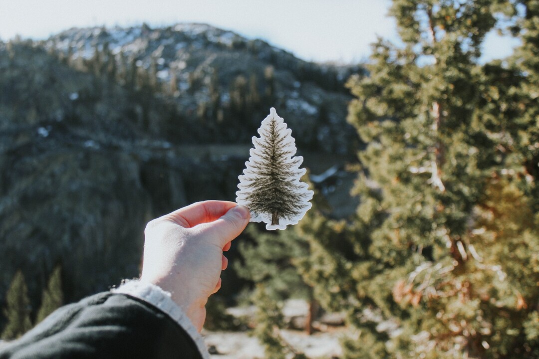 Evergreen Pine Tree Sticker - Tree Sticker, Sticker, Art Sticker, Print ...