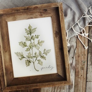 Parsley Print - Watercolor Parsley Print, Home Decor Print, Herb Print ...