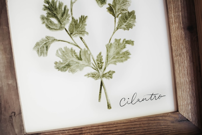 Cilantro Print, Watercolor Cilantro Print, Home Decor Print, Kitchen ...