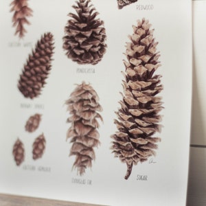 Pine Cone Chart Print - Watercolor Pine Cones, Pine Cones, Nature Print ...