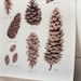 Pine Cone Chart Print - Watercolor Pine Cones, Pine Cones, Nature Print ...