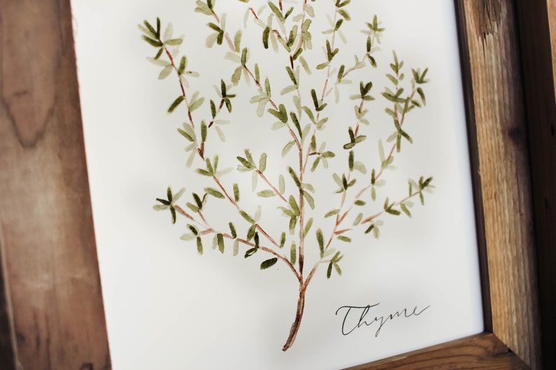 Thyme Print - Watercolor Thyme Painting, Watercolor Print, Home Decor ...