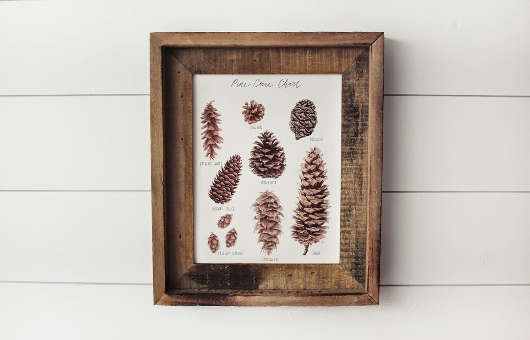 Pine Cone Chart Print - Watercolor Pine Cones, Pine Cones, Nature Print ...