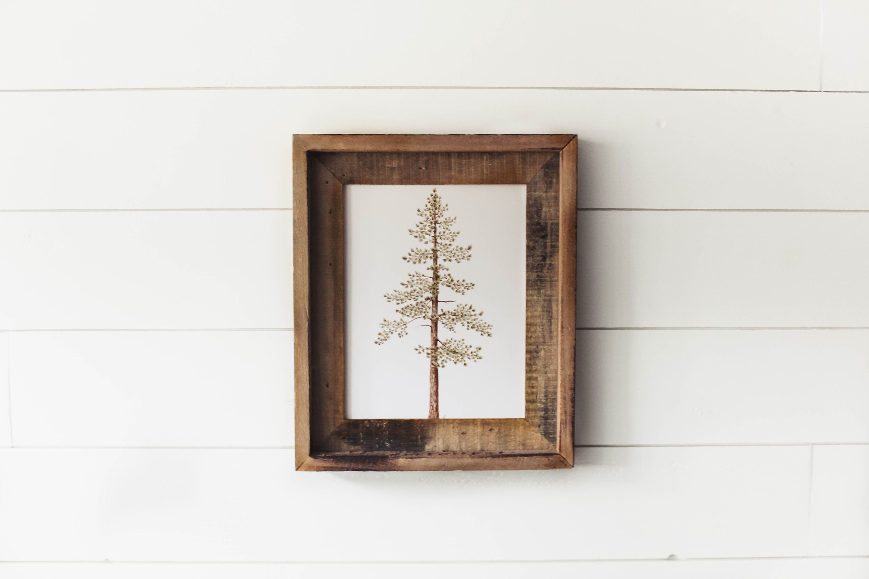 Jeffrey Pine Print - Pine Tree Print, Mountain Decor, Watercolor Pine ...