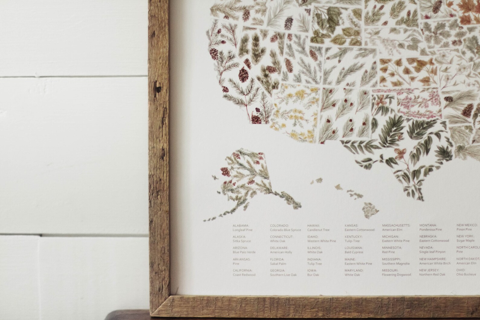 United States Tree Map State Trees Print State Trees | Etsy