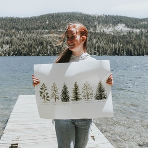 Large Collection of Evergreens Print - 18x24 Print, Poster Size, Wall ...