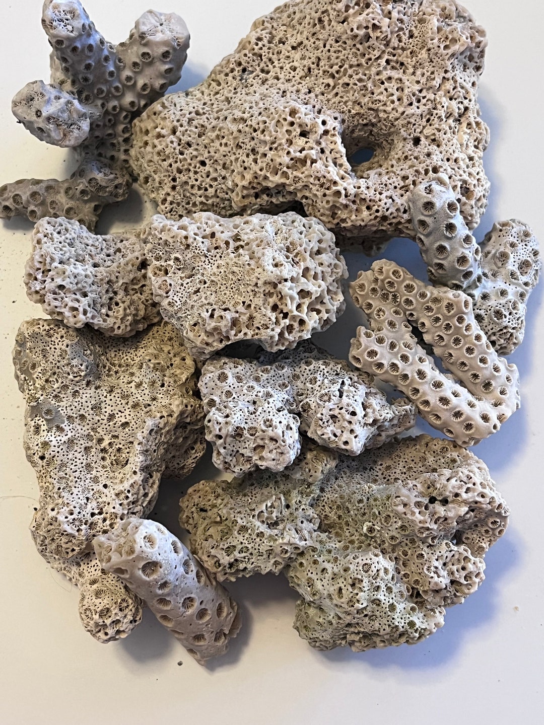 Assorted Coral Skeleton Folly Beach, South Carolina - Etsy