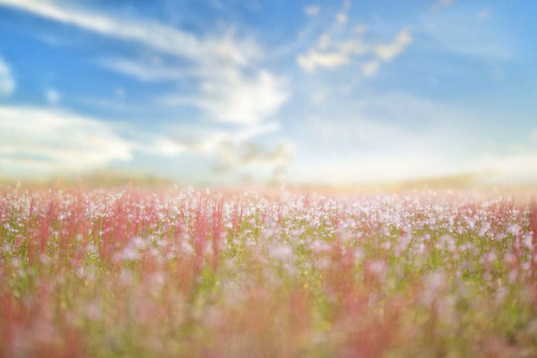 Spring Backdrop, Summer Digital Backdrop, Spring Digital Background ...