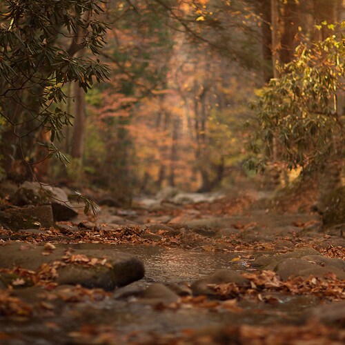 Fall Backdrop Winter Digital Backdrop Digital Background - Etsy